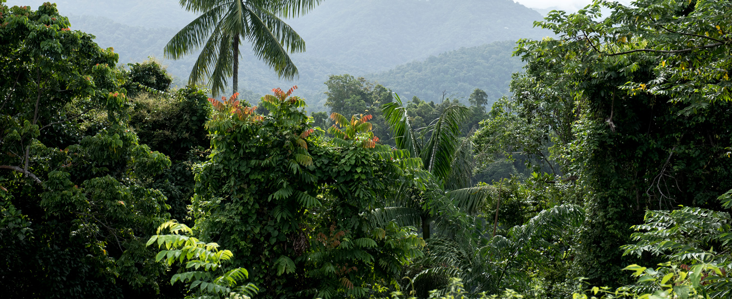 Tropical Carbon Farming Innovation Hub launches 10th April 2020 - The ...